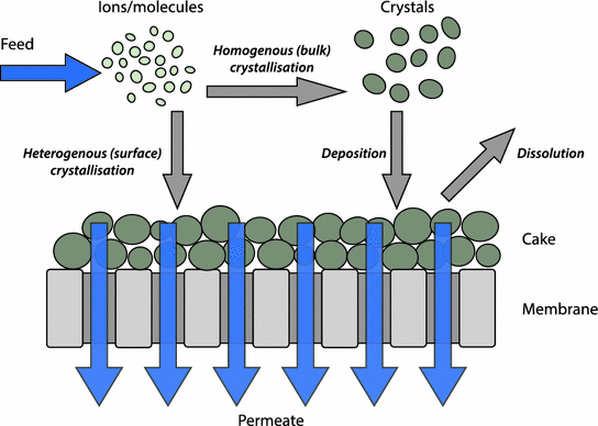 Fouling in Membrane Bioreactors | SpringerLink