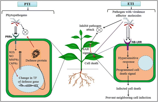 Bacteria-Mediated Elicitation of Induced Resistance in Plants upon ...