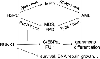 RUNX1 and CBFβ Mutations and Activities of Their Wild-Type Alleles in AML | SpringerLink