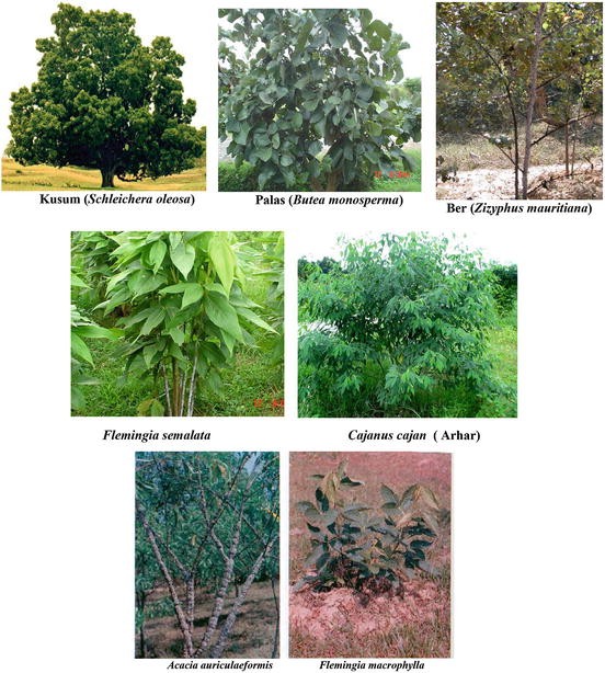 Lac Culture | SpringerLink