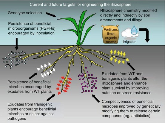 The Good, the Bad, and the Ugly of Rhizosphere Microbiome | SpringerLink