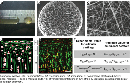 Cartilage Tissue Engineering: Scaffold, Cell, and Growth Factor-Based ...