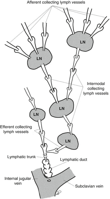 Components of the Lymphatic System | SpringerLink