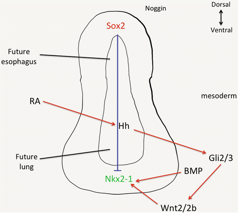 Development and Bioengineering of Lung Regeneration | SpringerLink