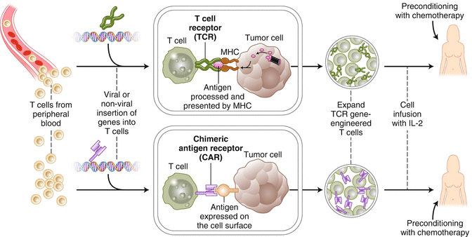 Adoptive Cell Therapy of Gastric Cancer | SpringerLink
