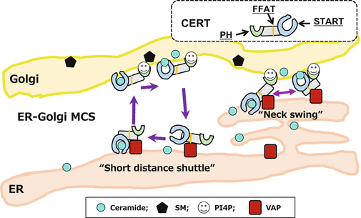 Ceramide Transport from the Endoplasmic Reticulum to the Trans Golgi ...