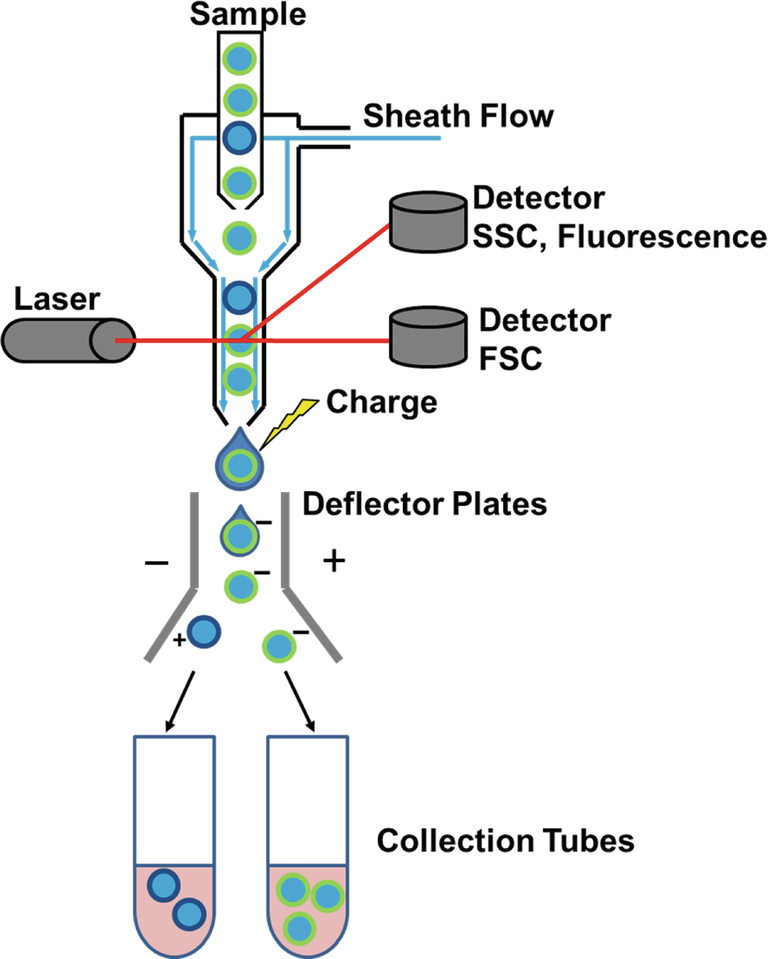 Technologies for Automated Single Cell Isolation | SpringerLink