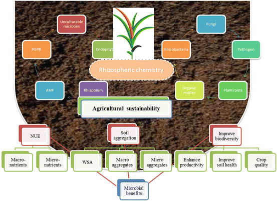 Importance of Soil Microbes in Nutrient Use Efficiency and Sustainable ...
