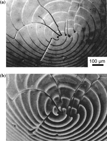 Differential Interference Contrast Microscopy/Phase-Contrast Microscopy ...