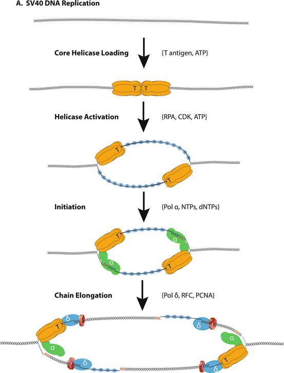 Historical Perspective of Eukaryotic DNA Replication | SpringerLink