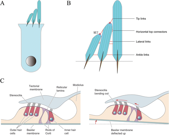 Cellular Structure for Hair-Cell Mechanotransduction | SpringerLink