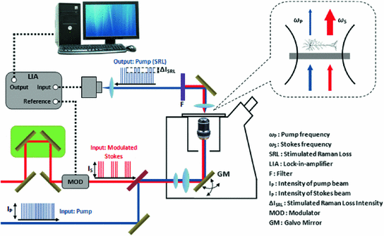 Stimulated Raman Scattering Microscopy for Brain Imaging: Basic ...