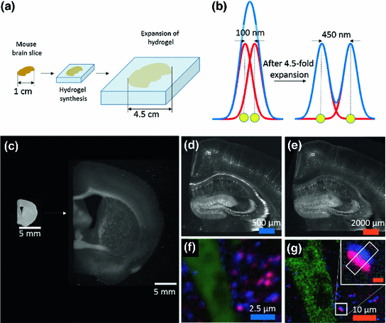 Expansion Microscopy for Brain Imaging | SpringerLink