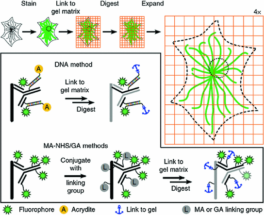 Expansion Microscopy for Brain Imaging | SpringerLink