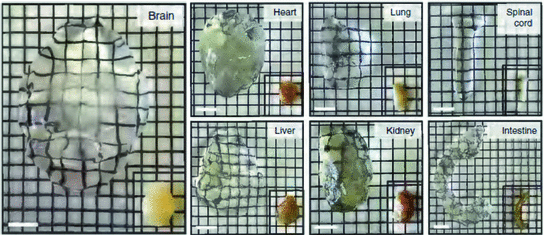 Expansion Microscopy for Brain Imaging | SpringerLink