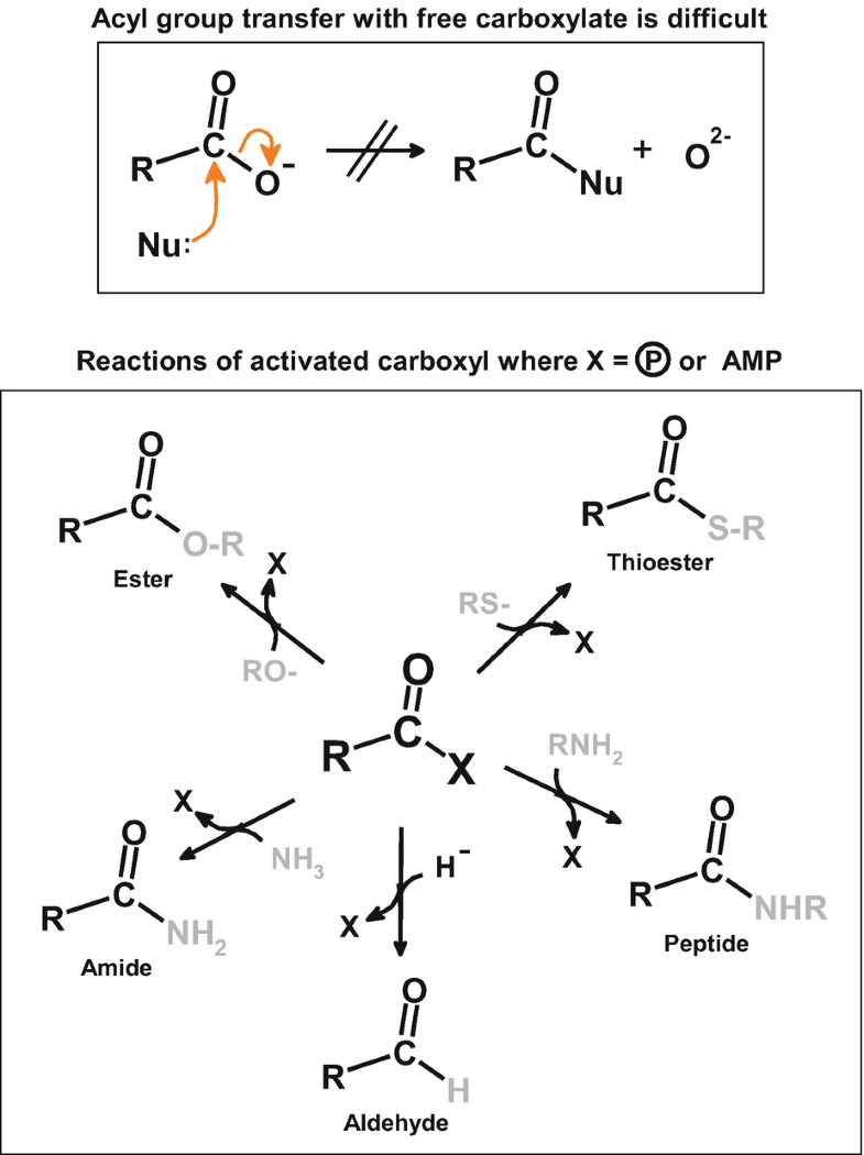 Phosphoryl Group Chemistry and Importance of ATP | SpringerLink