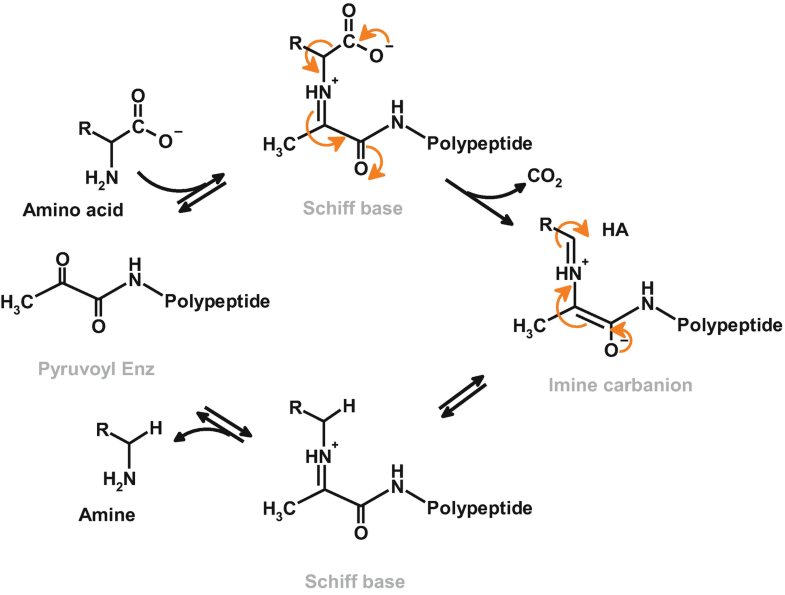 Electrophilic Catalysis and Amino Acid Transformations | SpringerLink