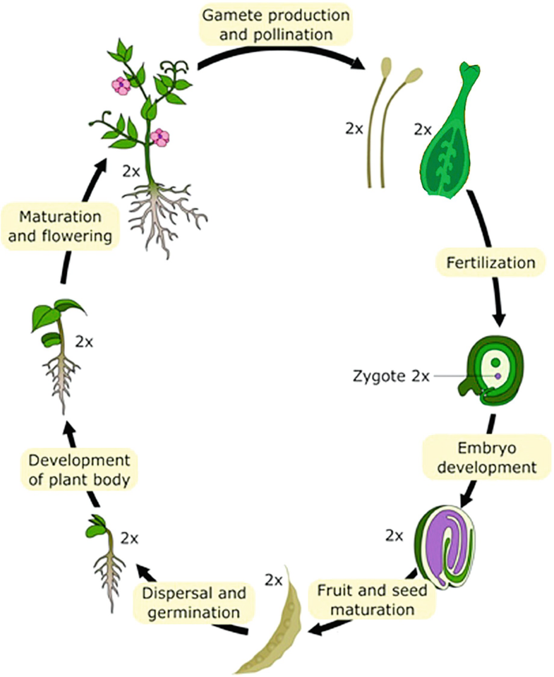 Physiology of Flowering | SpringerLink