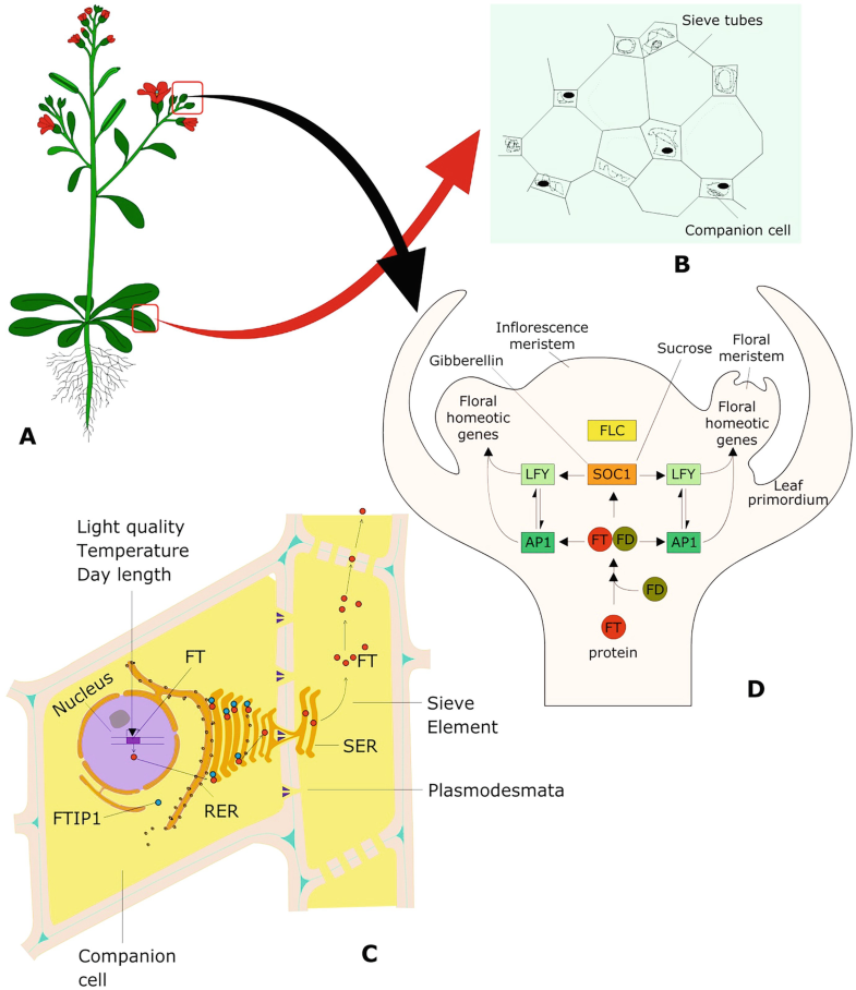 Physiology of Flowering | SpringerLink