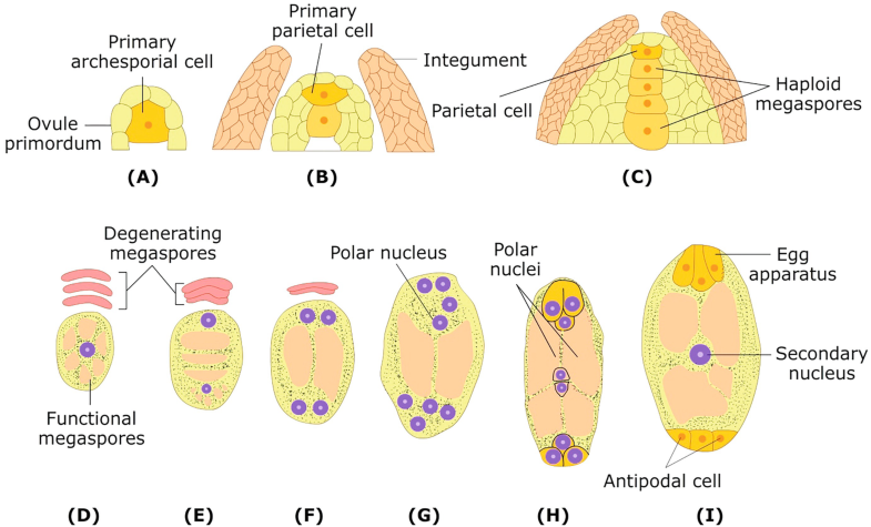 Pollination, Fertilization and Seed Development | SpringerLink
