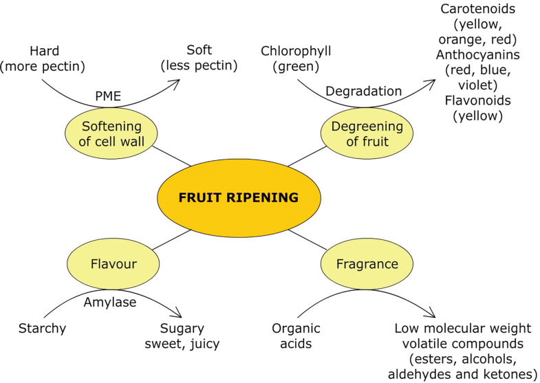 Fruit Development and Ripening | SpringerLink