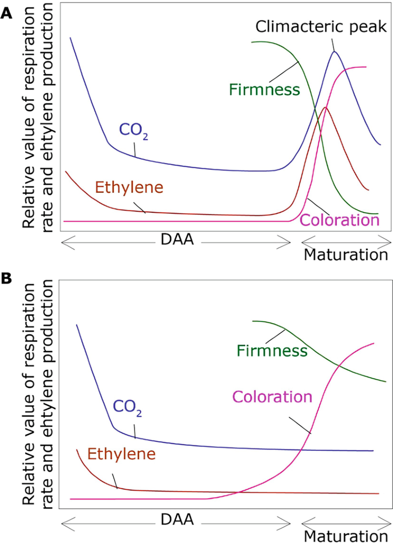 Fruit Development and Ripening | SpringerLink