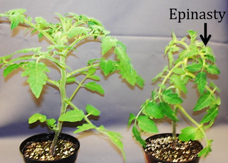 Plant Movements | SpringerLink