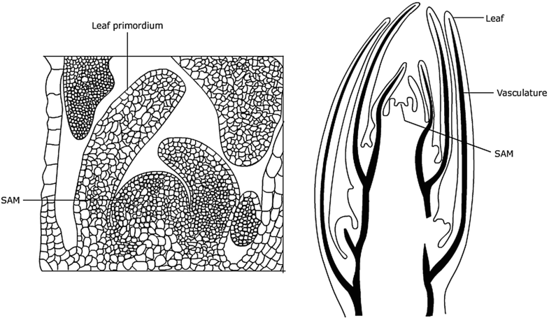 Plant Movements | SpringerLink