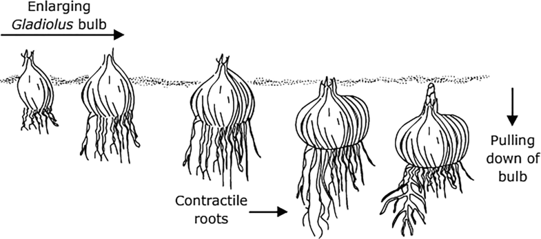 Plant Movements | SpringerLink