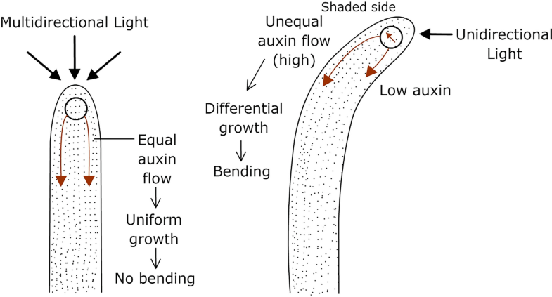 Plant Movements | SpringerLink