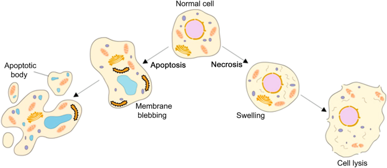 Senescence and Programmed Cell Death | SpringerLink
