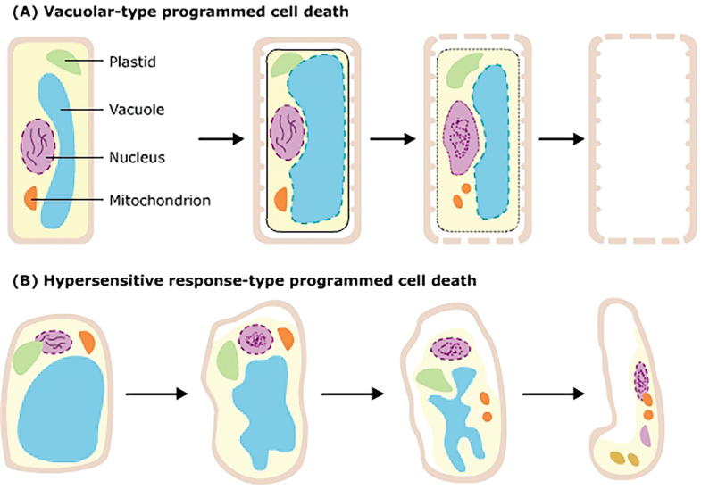 Senescence and Programmed Cell Death | SpringerLink