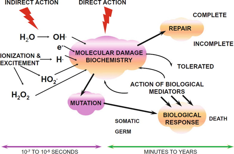 Induced Mutations and Polyploidy Breeding | SpringerLink