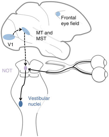 Neural Control of Eye Movements | SpringerLink