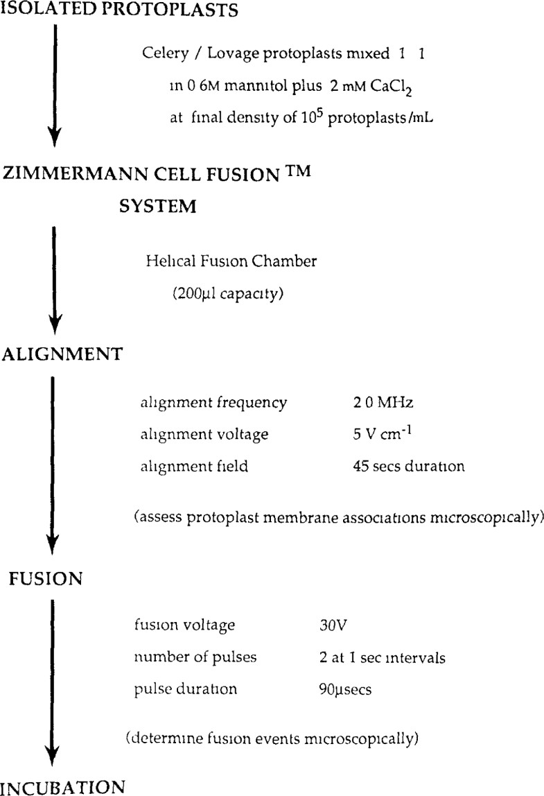 Electrofusion of Plant Cells | SpringerLink