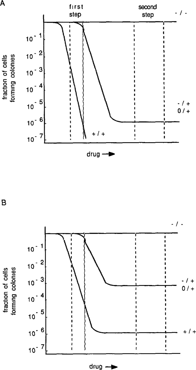 Transfection of the ChloramphenicolAcetyltransferase Gene into ...