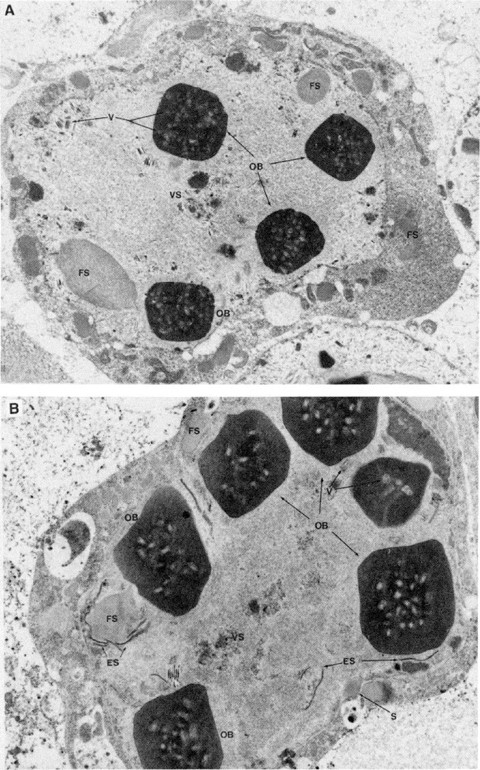 Introduction to the Molecular Biology of Baculoviruses | SpringerLink