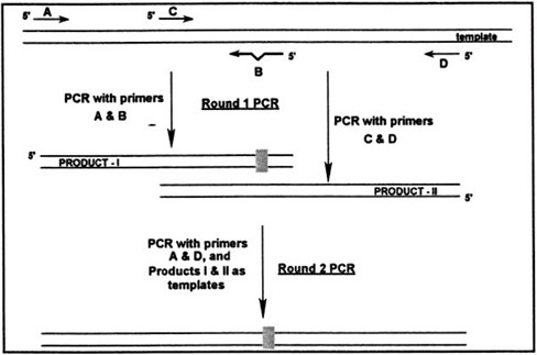 Site-Directed Mutagenesis Using Overlap Extension PCR | SpringerLink