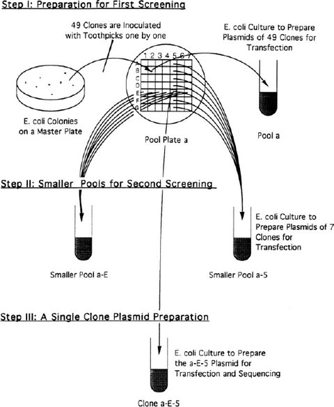 Signal Sequence Trap | SpringerLink