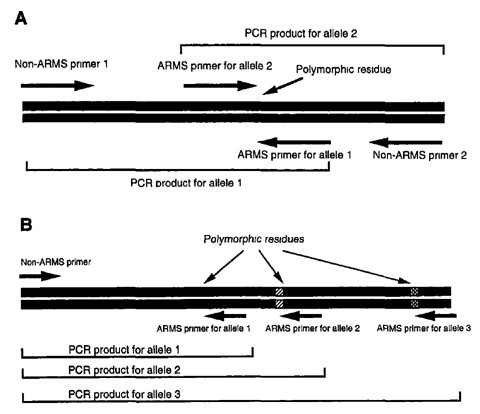 The Amplification Refractory Mutation System | SpringerLink