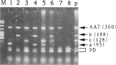 The Amplification Refractory Mutation System | SpringerLink
