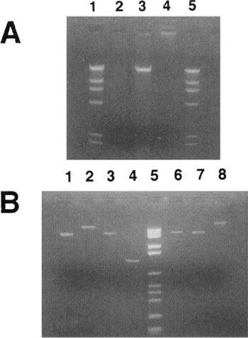Long Range PCR | SpringerLink