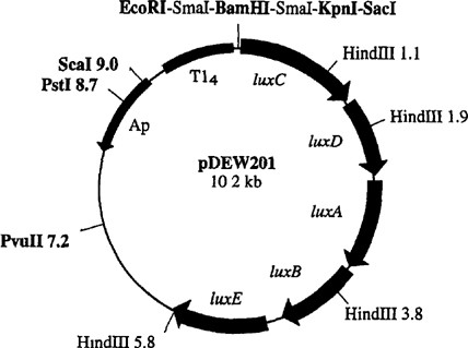 Photorhabdus luminescens luxCDABE Promoter Probe Vectors | SpringerLink