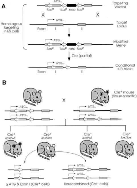 Conditional Gene Knockout Using Cre Recombinase Springerlink