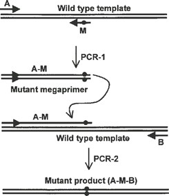 Megaprimer PCR | SpringerLink
