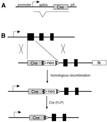 Cre/ loxP Recombination System and Gene Targeting | SpringerLink