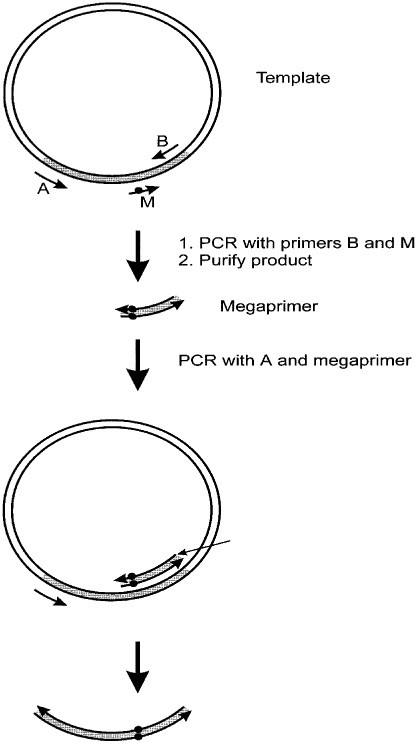 Megaprimer Method for Polymerase Chain Reaction-Mediated Generation of ...
