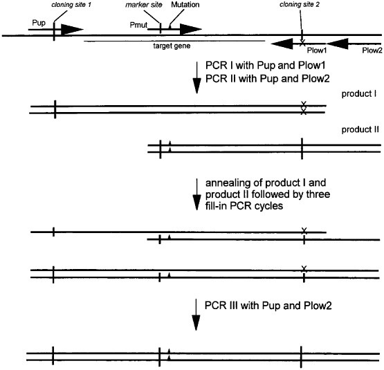 Site-Directed Mutagenesis by Polymerase Chain Reaction | SpringerLink