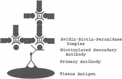The Avidin-Biotin Complex (ABC) Method and Other Avidin-Biotin Binding ...