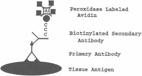 The Avidin-Biotin Complex (ABC) Method and Other Avidin-Biotin Binding ...